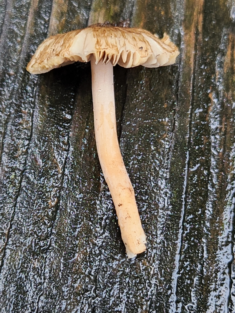 Inocybaceae from Penn Township, IN, USA on August 14, 2022 at 09:01 AM ...