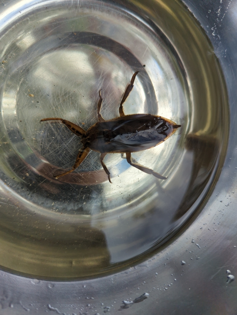 American Giant Water Bug from Manitouwadge, ON P0T 2C0, Canada on ...