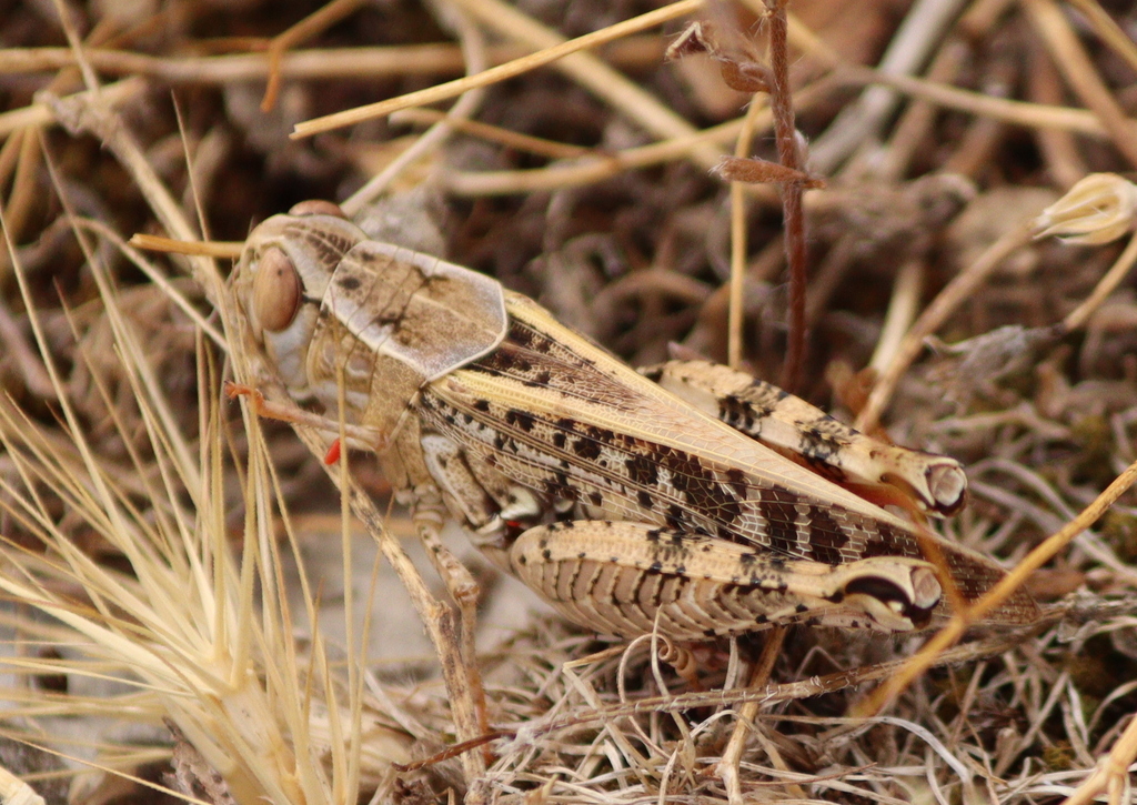 Italian locust from Ošanjići, Bosna a Hercegovina on August 11, 2022 at ...
