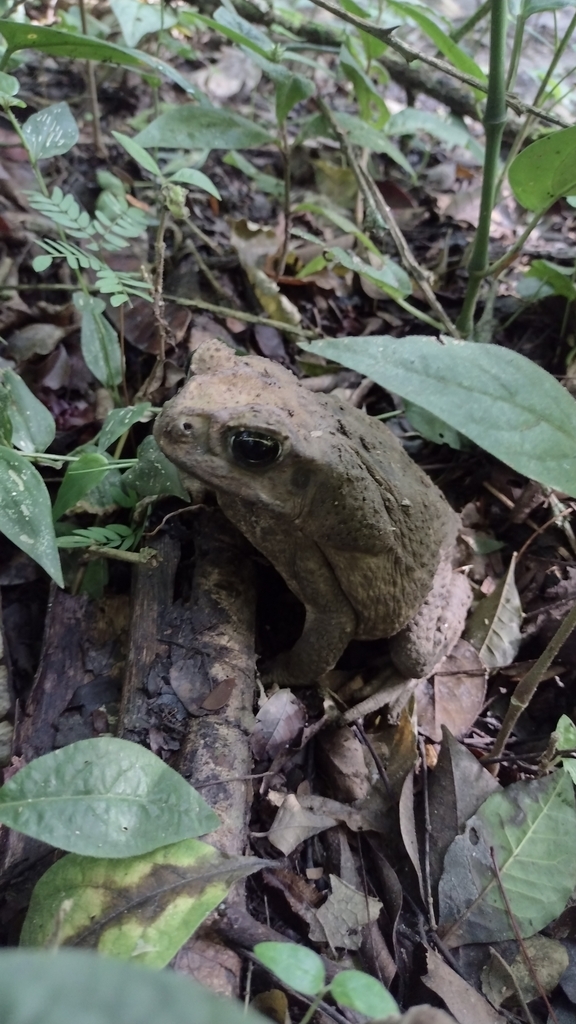 Giant Toad from 29963 Chis., México on August 14, 2022 at 09:46 AM by ...