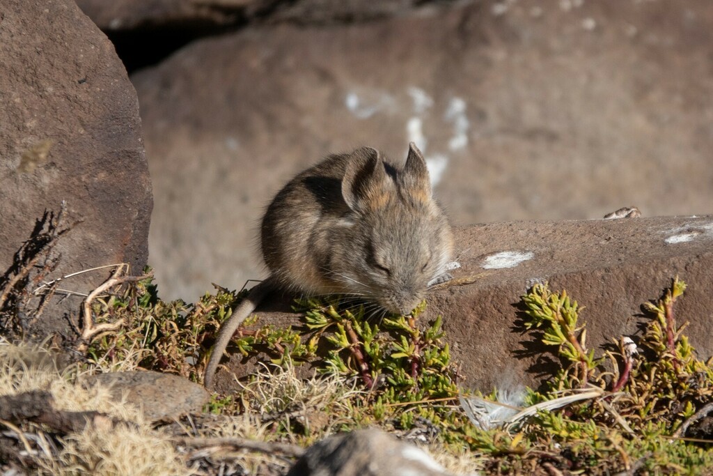 Bolivian Big-eared Mouse from Parinacota, Arica y Parinacota, Chile on ...