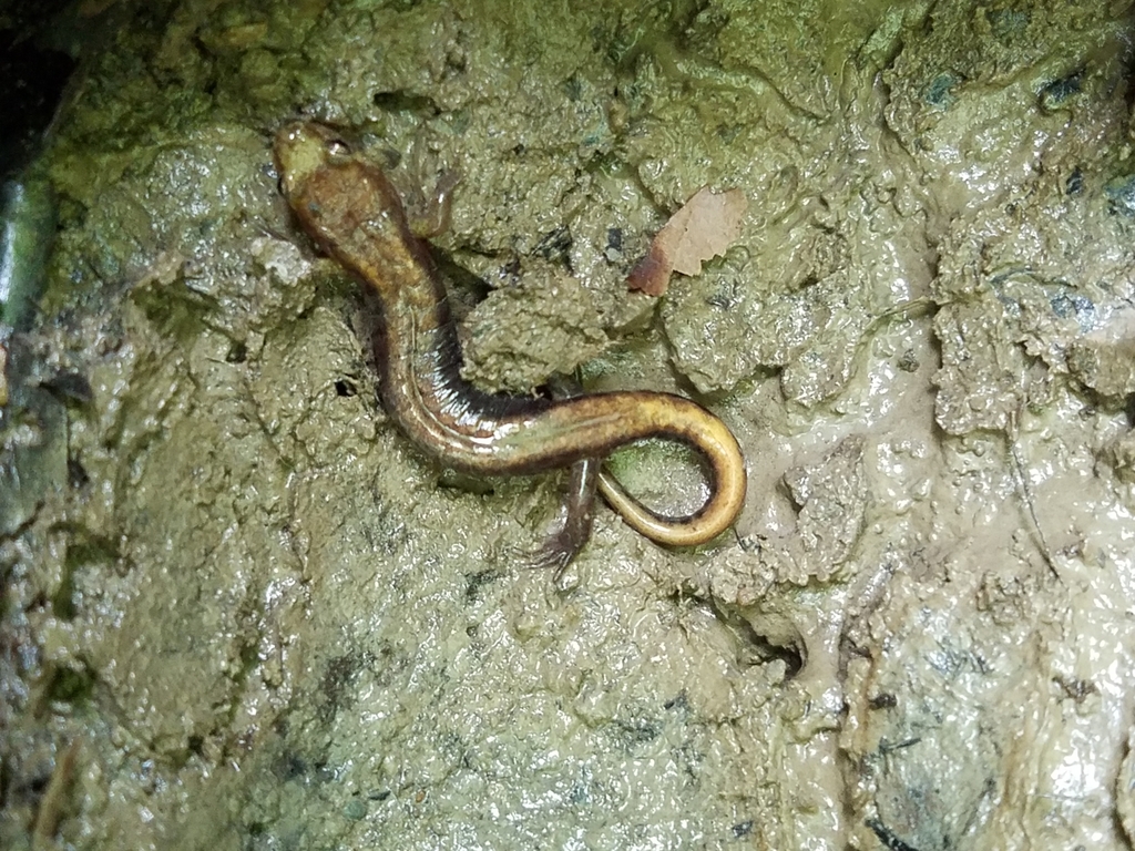 Allegheny Mountain Dusky Salamander from Granger, NY, USA on August 14 ...