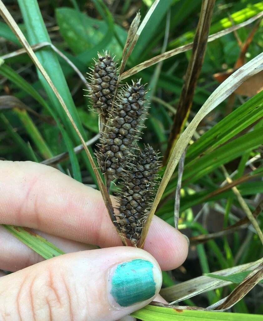golden cattail sedge from Washington County, AR, USA on August 14, 2022 ...