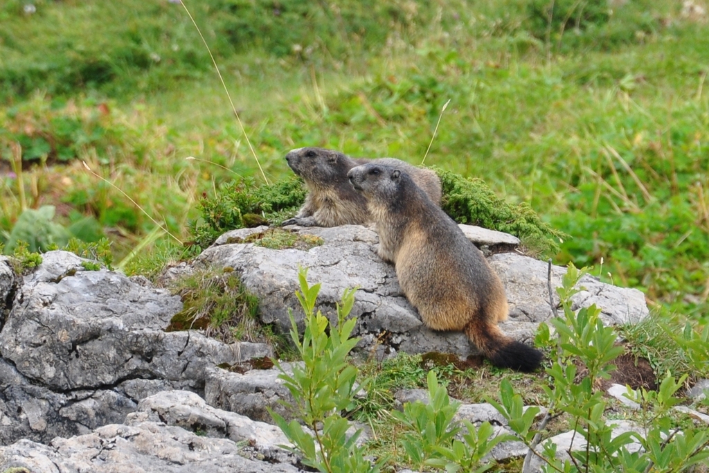 Alpine Marmot from Schynige Platte on August 24, 2013 at 12:07 PM by ...