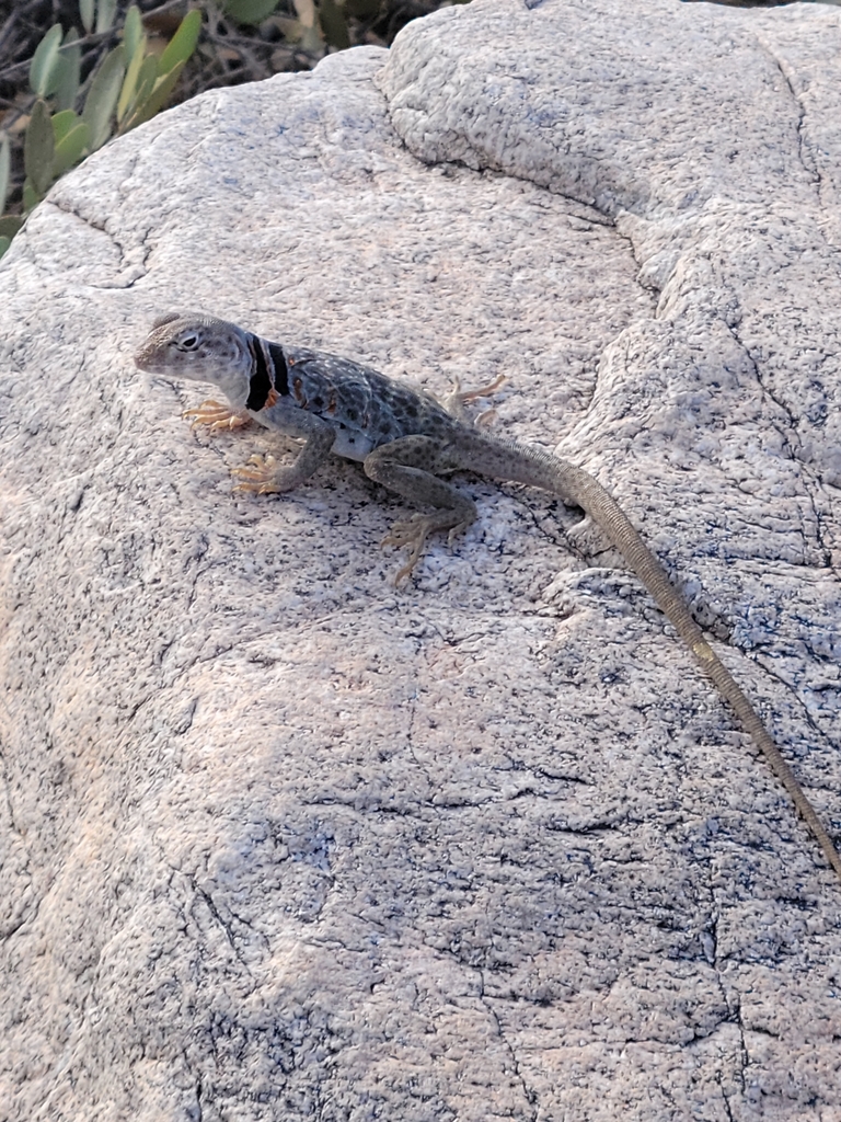 Desert Collared Lizard from Cortina HOA, Glendale, AZ, USA on August 14 ...