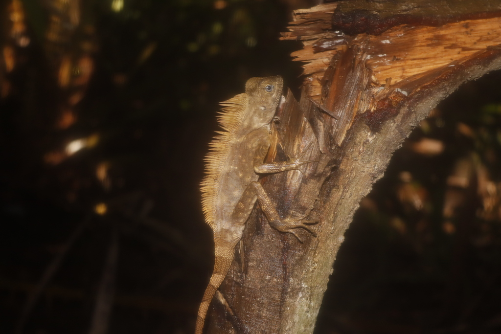 Borneo Forest Dragon from Paser Regency, East Kalimantan, Indonesia on ...