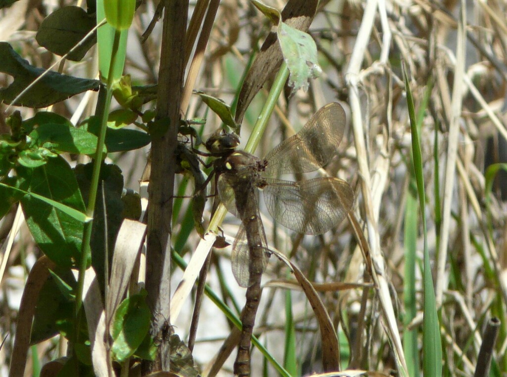 Fawn Darner from Forest Mills, Greater Napanee, ON, Canada on August 14 ...