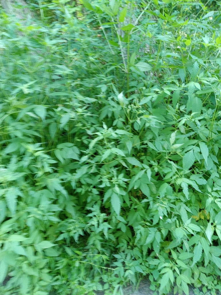 flowering plants from Toronto, ON M1J 1B7, Canada on August 14, 2022 at ...