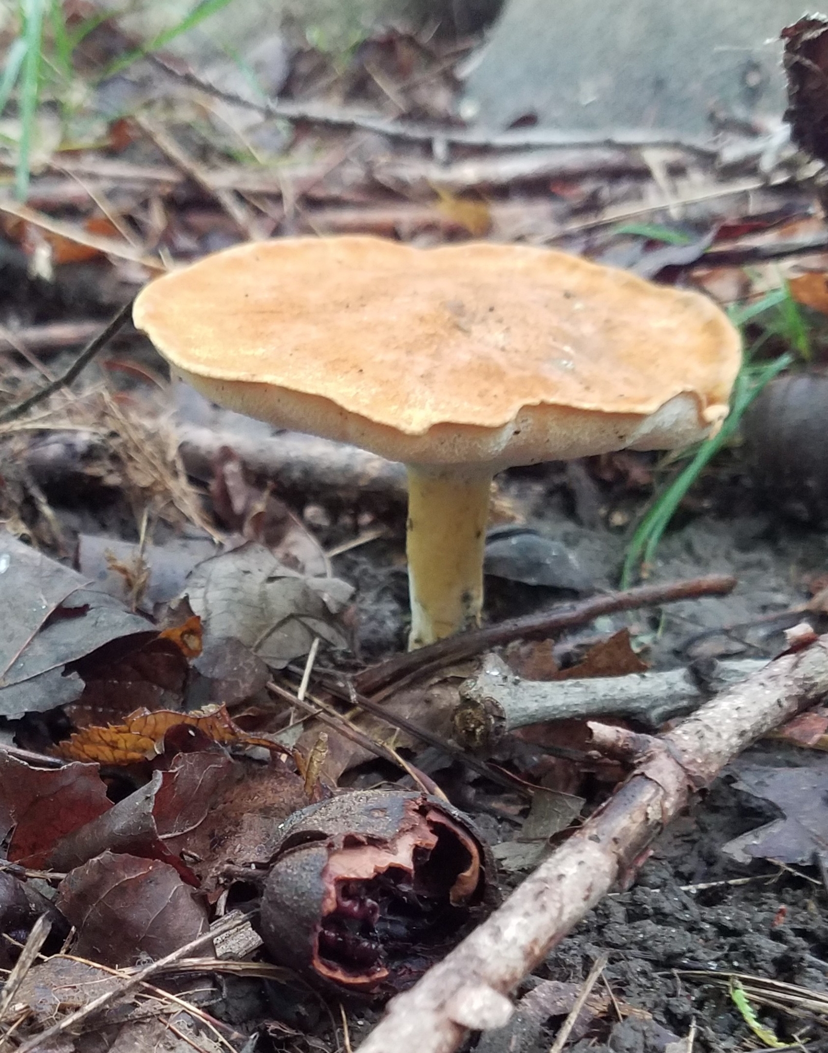 Polyporus radicatus Schwein.