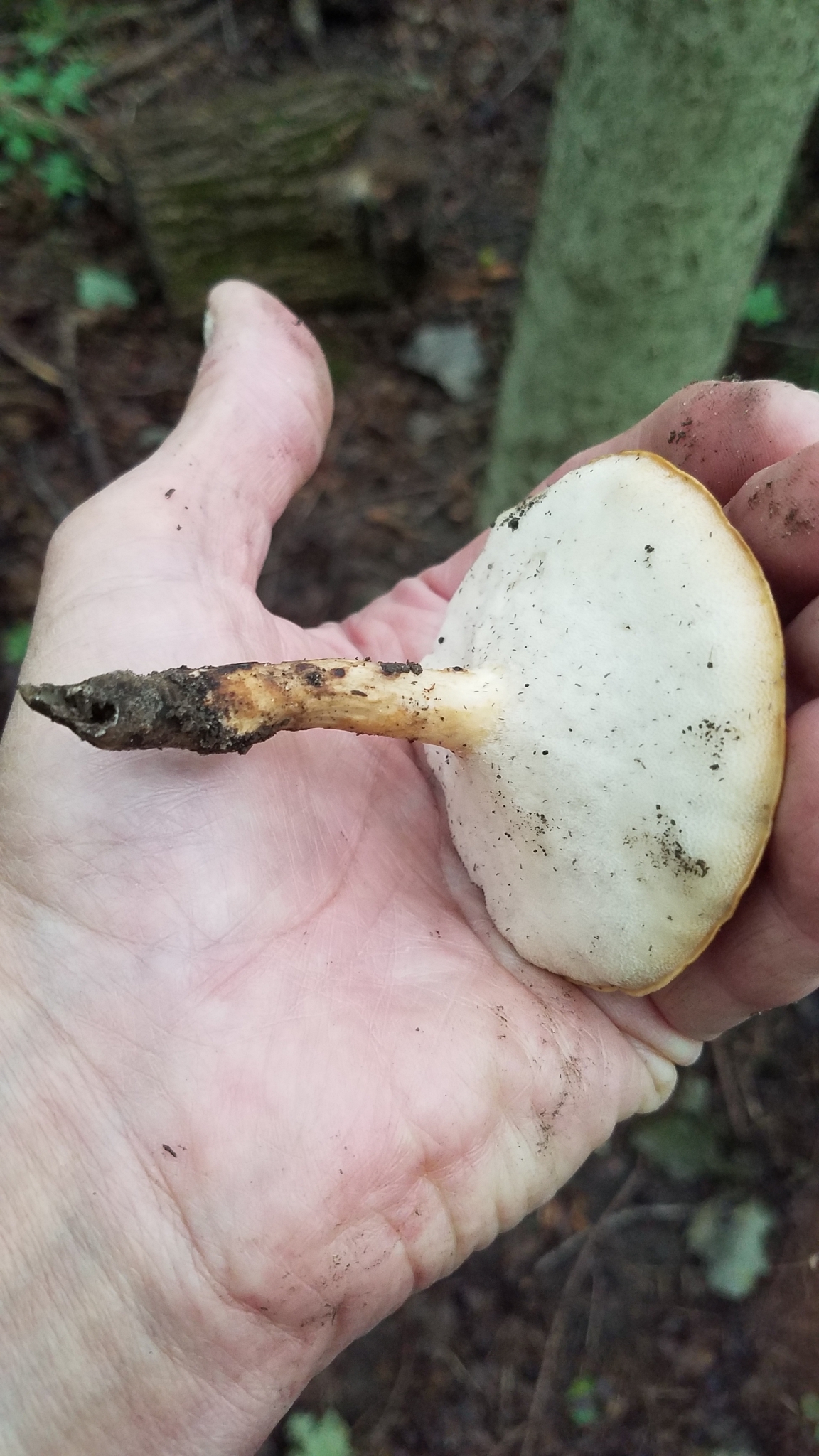 Polyporus radicatus Schwein.