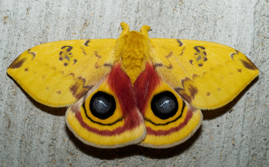 Io Moth from Coshocton, Ohio, United States on June 29, 2022 at 10:59 ...