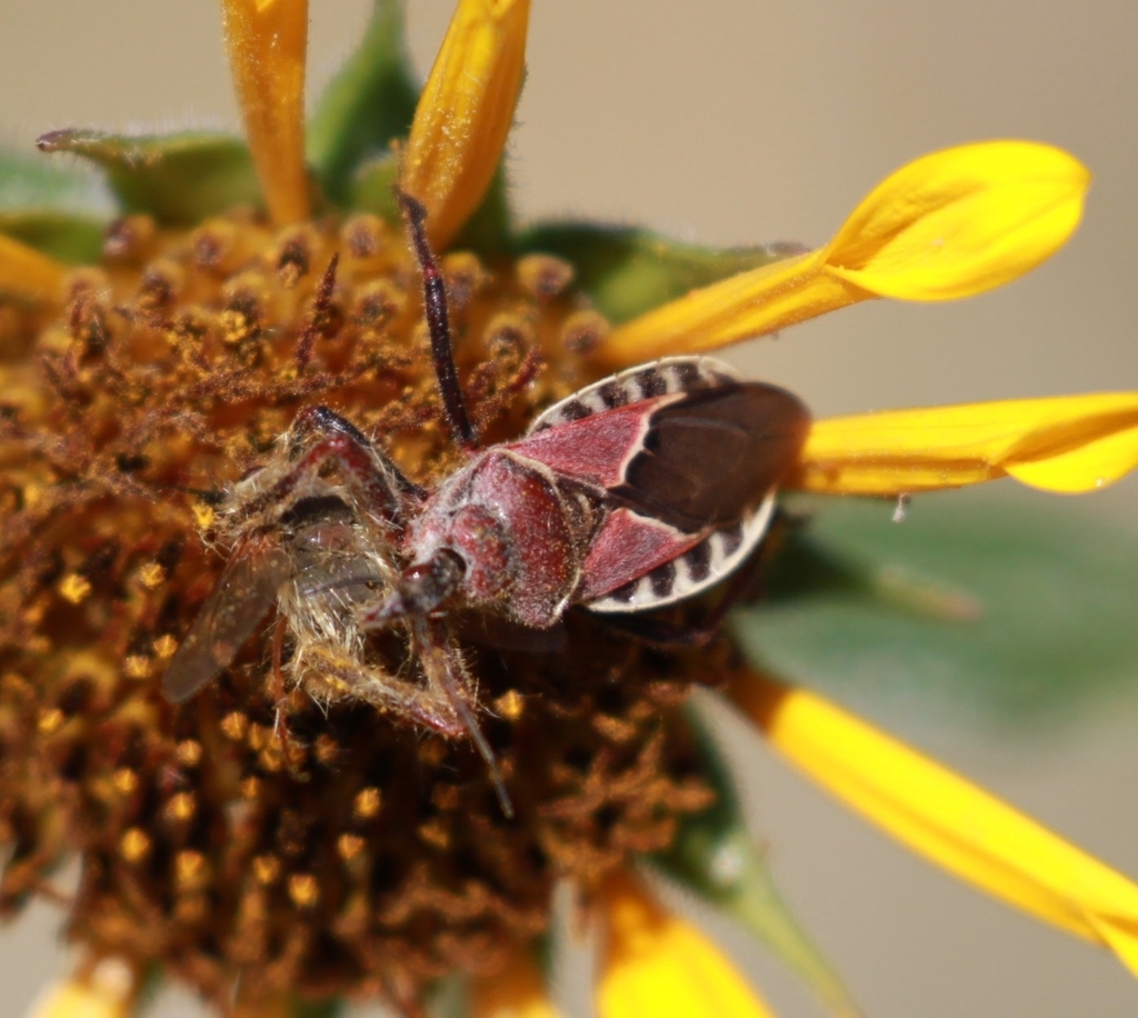 Plains Bee Assassin from Aurora, CO 80016, USA on August 14, 2022 at 09 ...