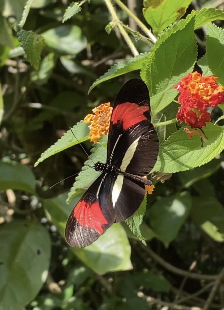 Red Postman from Iguazu National Park, Iguazú, Misiones, AR on August ...