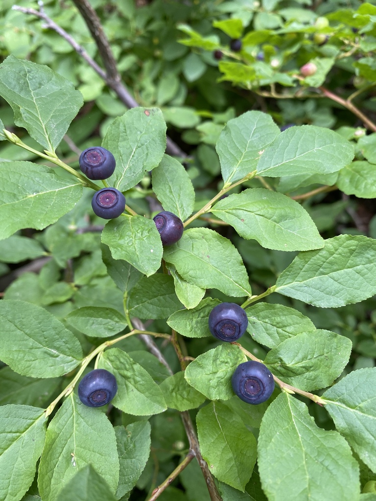 thinleaf huckleberry from Spokane County, WA, USA on August 12, 2022 at ...