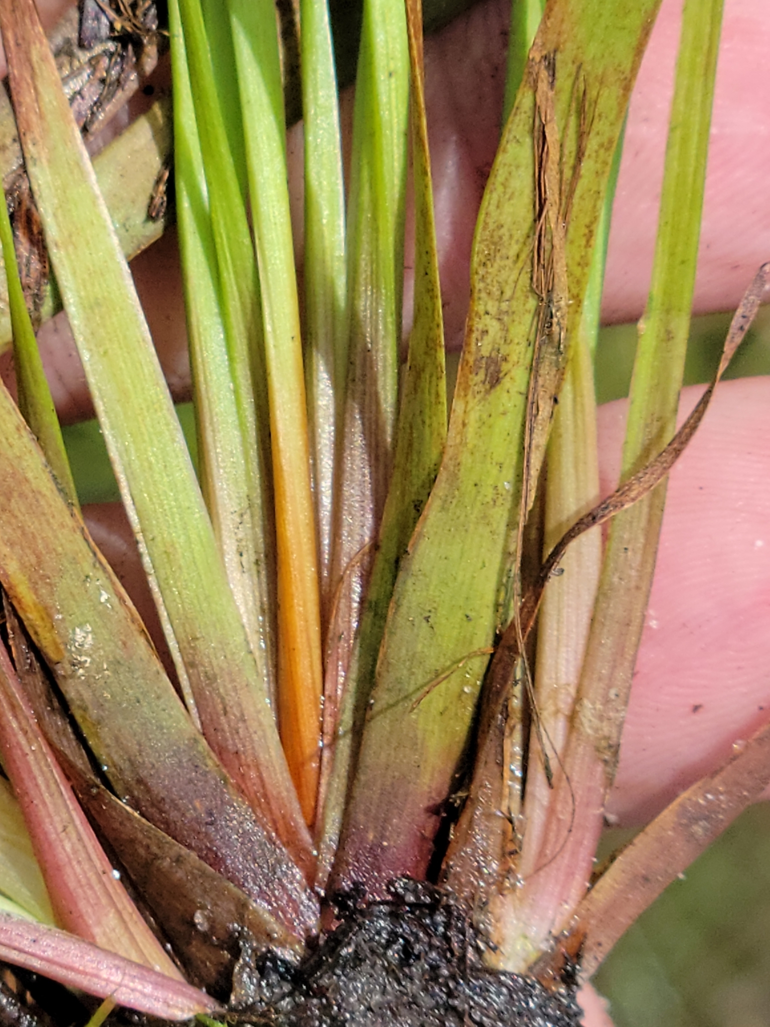 Xyris floridana (Kral) E.L.Bridges & Orzell