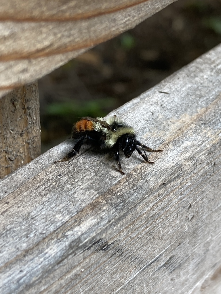 Red-belted Bumble Bee from Lookout Trail N, Oak Park Heights, MN, US on ...