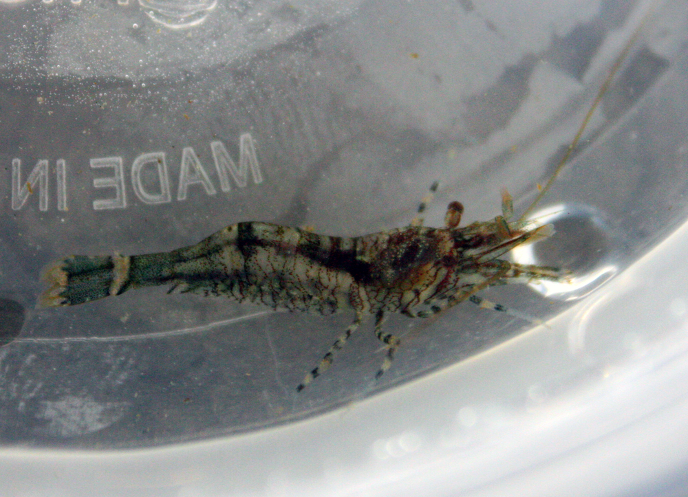 Broken-Back Shrimp (Cama Beach St Pk-All Species) · iNaturalist