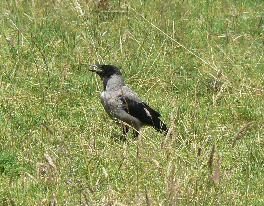Hooded Crow from Glena, Co. Kerry, Ireland on July 12, 2007 at 08:11 AM ...