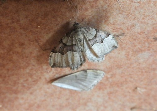 Xanthorhoe munitata · iNaturalist