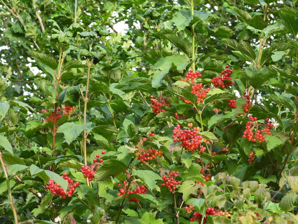 guelder-rose from 5400 Bogense, Denmark on August 14, 2022 at 05:46 PM ...
