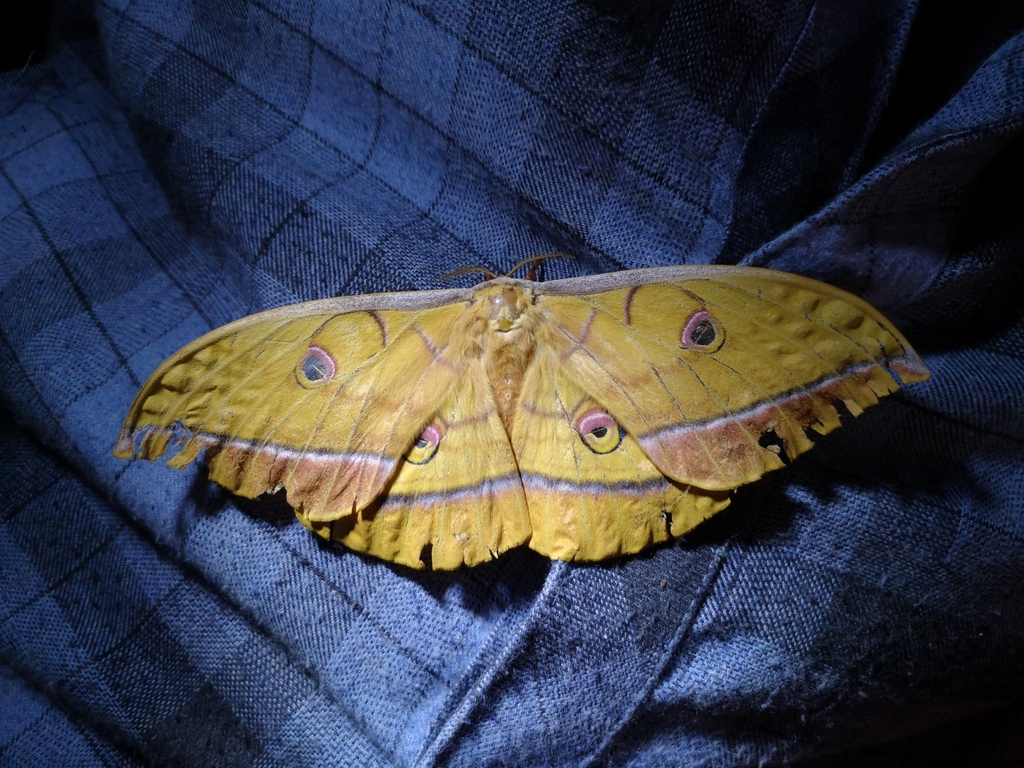Japanese Silk Moth from Raindobl 1, 94508 Schöllnach, Deutschland on ...
