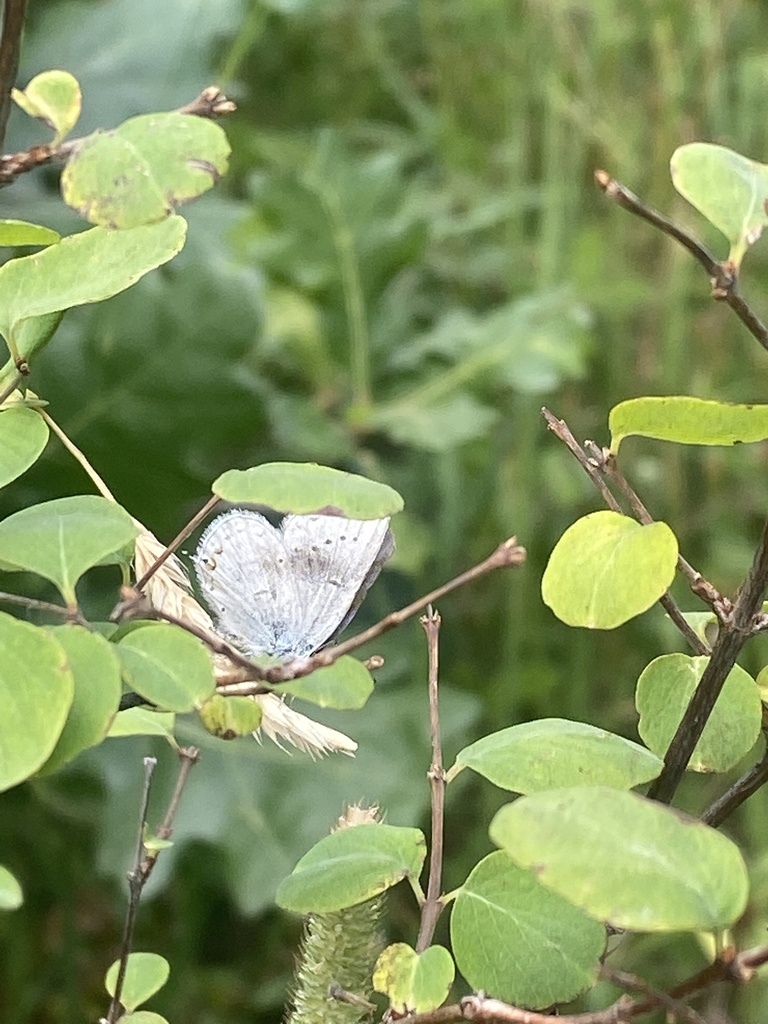 Gossamer-winged Butterflies from Pitkin County, US-CO, US on August 14 ...