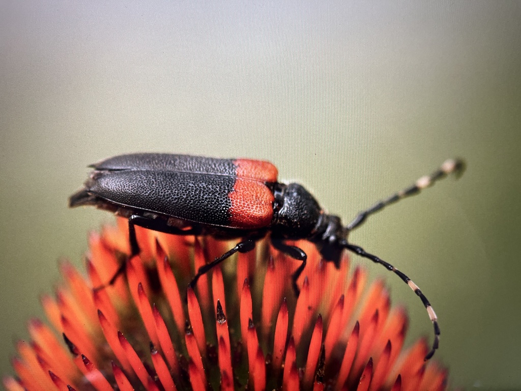 Red-shouldered Pine Borer from Ridge Way, Ellsworth, ME, US on August 7 ...