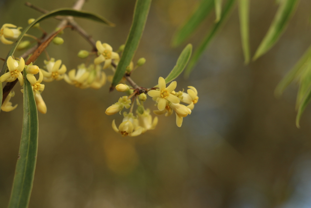 Native apricot from Rosalie - Pt B, Queensland, Australia on August 14 ...