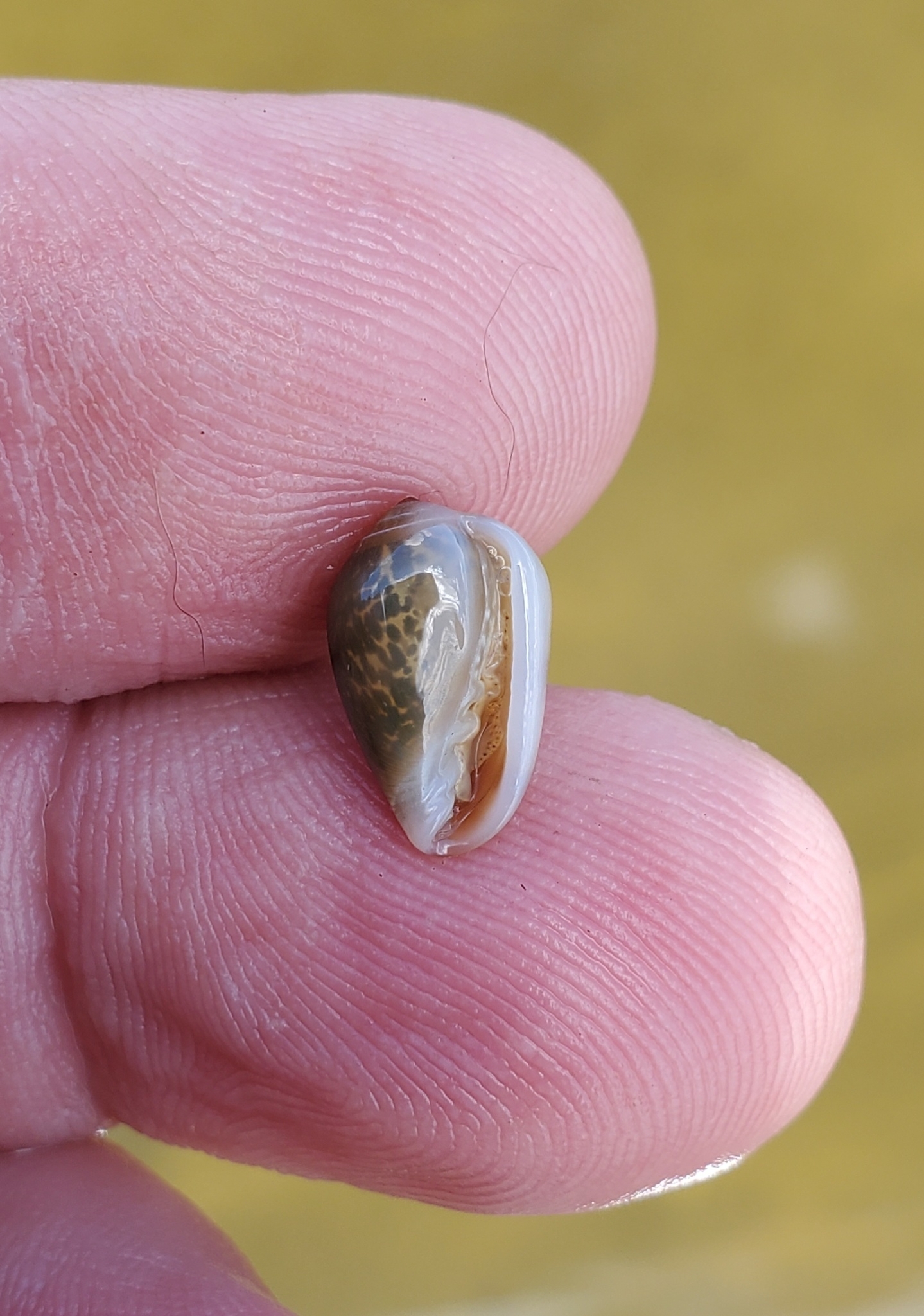 Prunum apicinum (Menke, 1828)