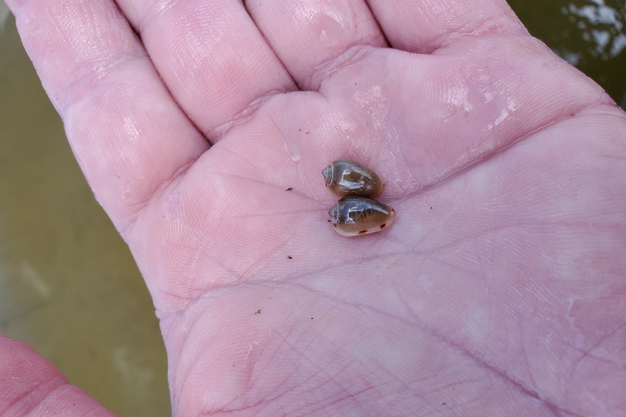 Prunum apicinum (Menke, 1828)