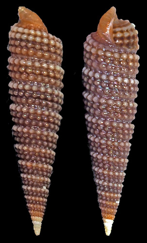 Aclophora xystica · iNaturalist