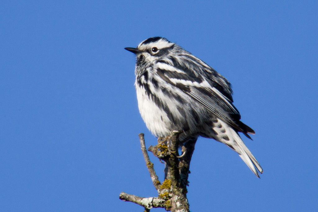 Black-and-white Warbler (Birds of Floracliff Nature Sanctuary ...