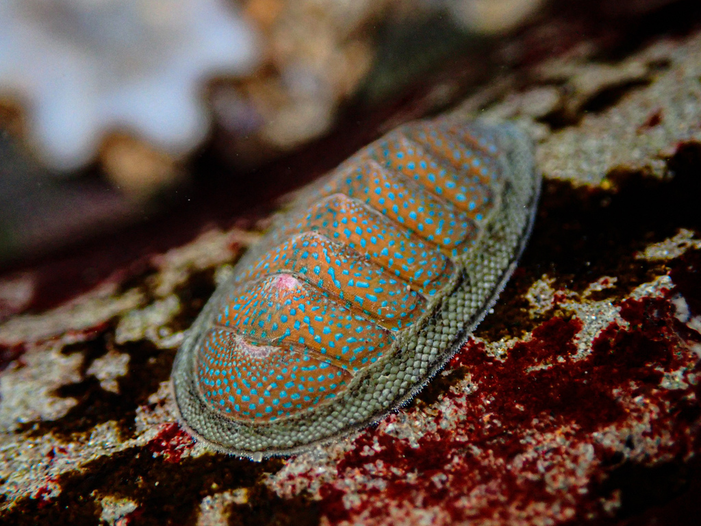 Ischnochiton lentiginosus from Winnie Bay, Copacabana NSW, Australia on August 14, 2022 at 02:56 ...