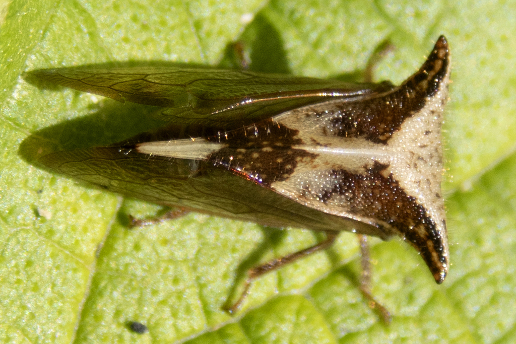 Two-horned Treehopper from Shepard Settlement, Onondaga County, NY, USA ...