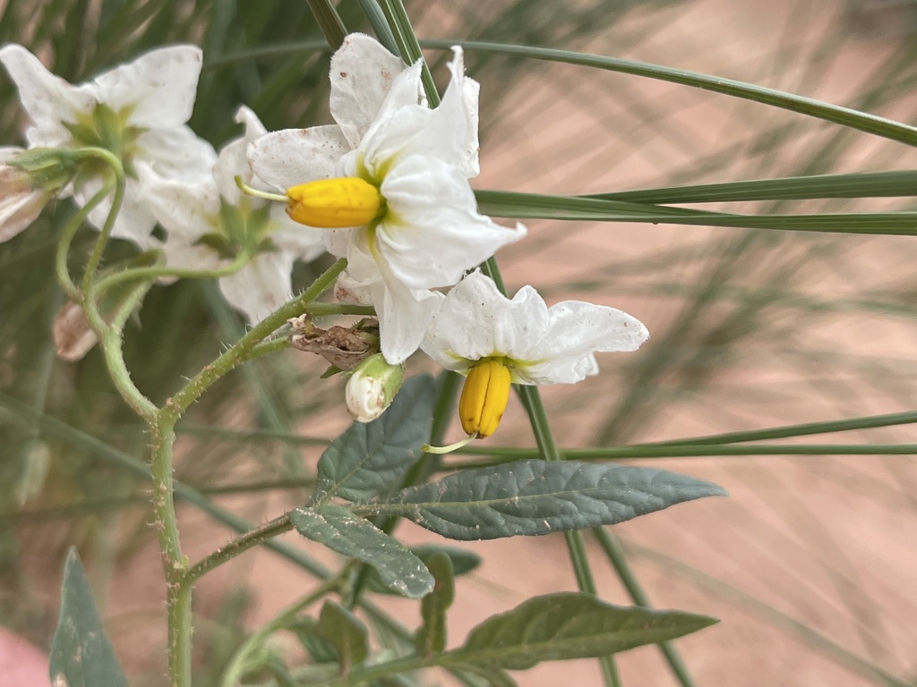wild potato (Solanum jamesii) - Botanical Realm