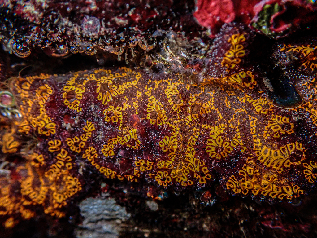 ladder ascidian from Winnie Bay, Copacabana NSW, Australia on August 14 ...