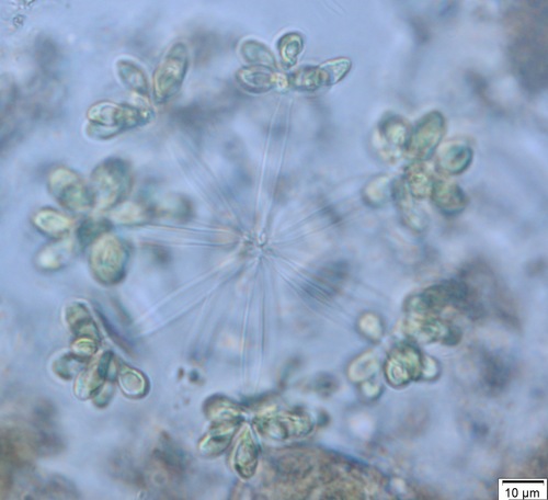 Actidesmium hookeri · iNaturalist