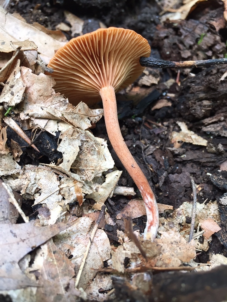 Lactarius subserifluus from Shades State Park, Crawfordsville, IN, US ...