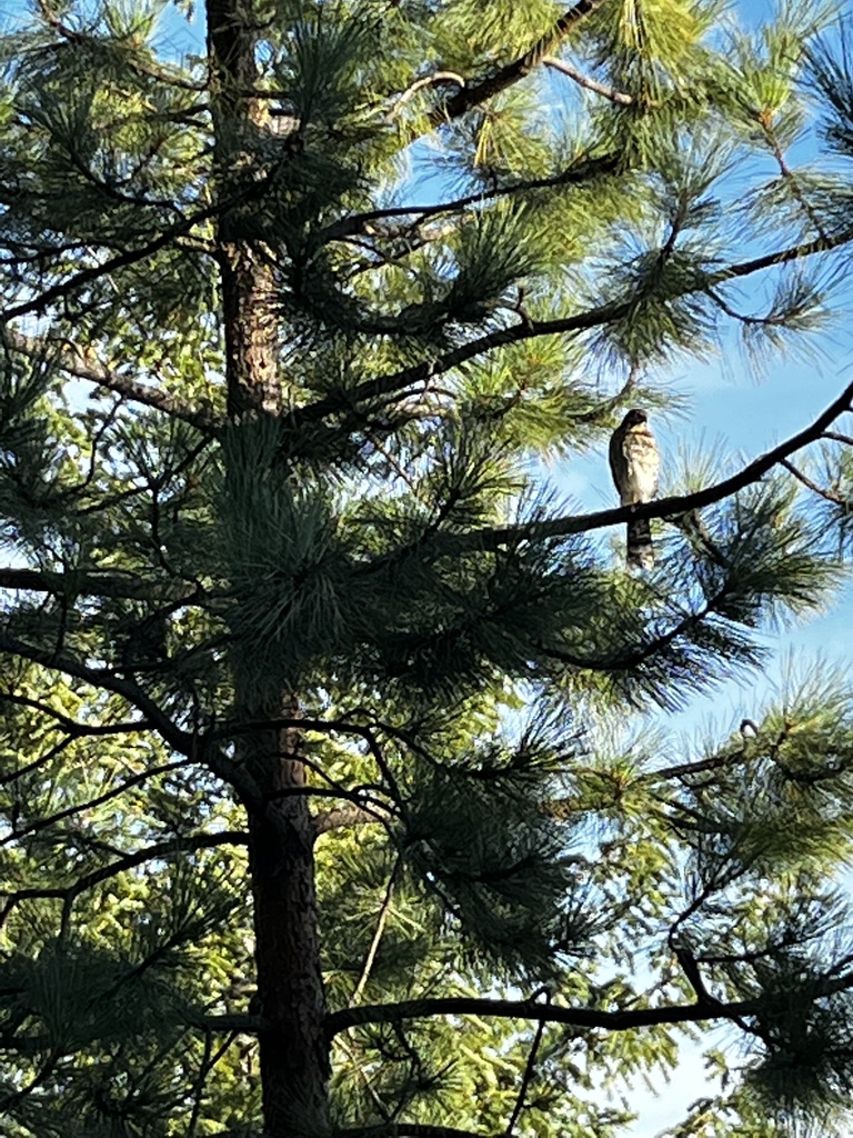 Sharp-shinned Hawk from Longspoon Crt, Vernon, BC, CA on August 14 ...