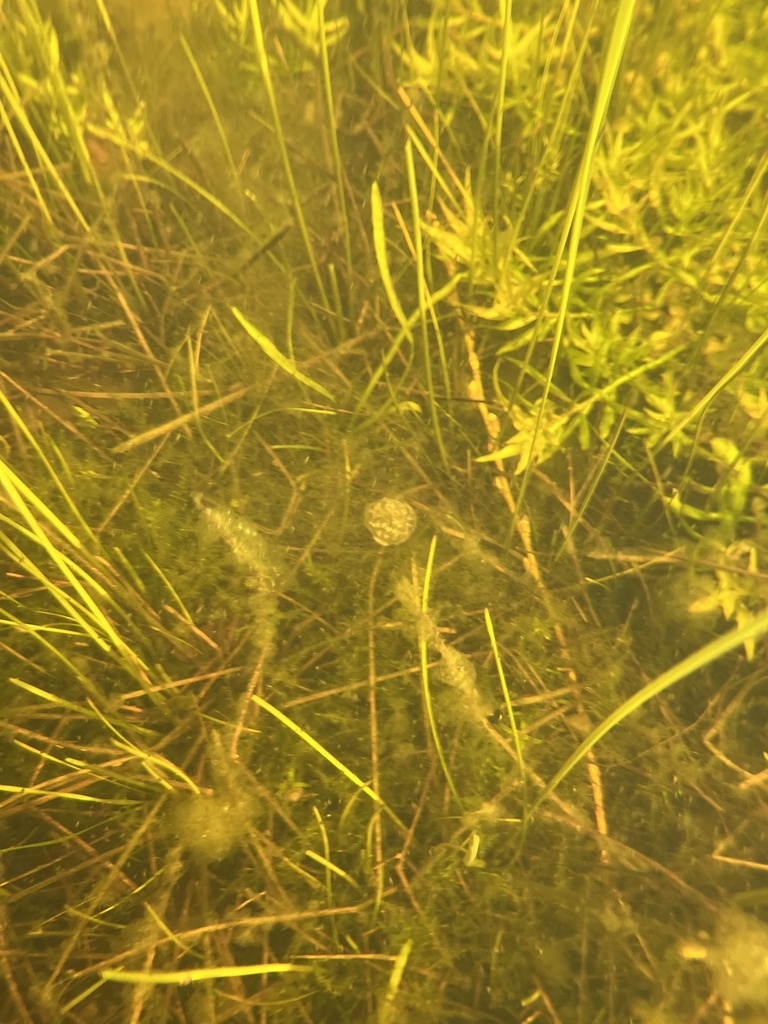 Northern Pacific Tree Frog from Warren G. Magnuson Park, Seattle, WA ...
