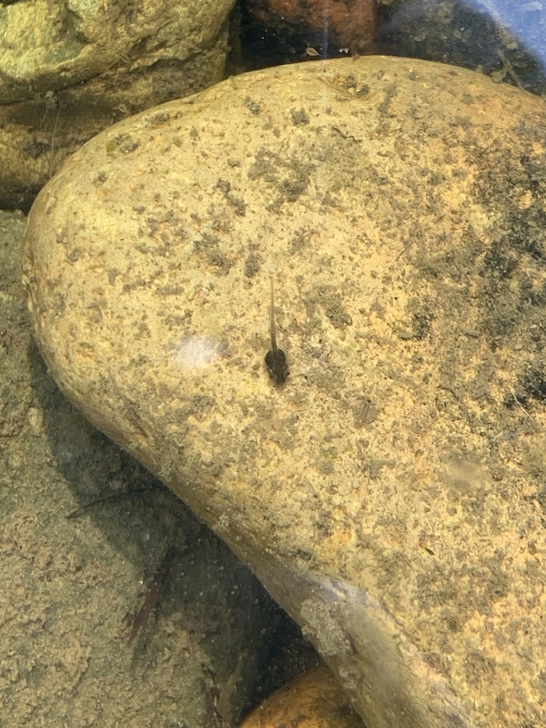 Northern Pacific Tree Frog from Warren G. Magnuson Park, Seattle, WA ...
