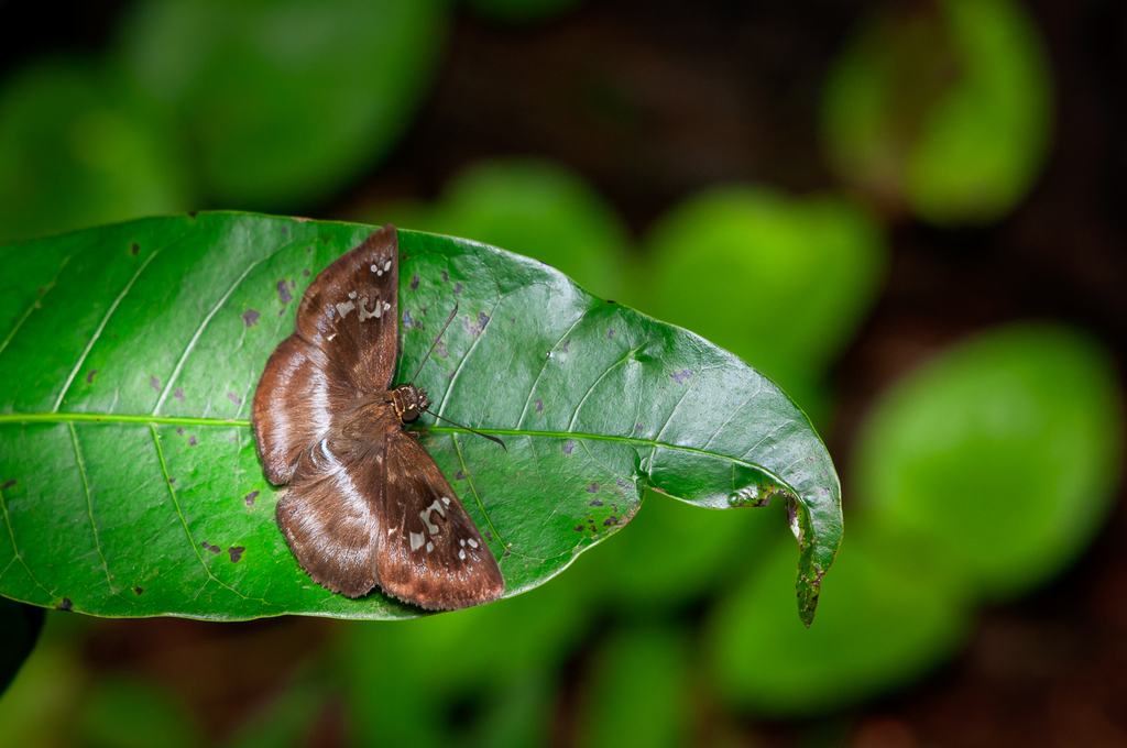 Common Blue-Skipper in August 2022 by Federico Figueroa Cabezas ...