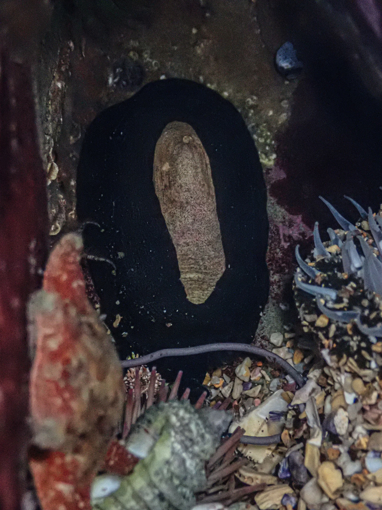 Elephant Snail from Winnie Bay, Copacabana NSW, Australia on August 14 ...
