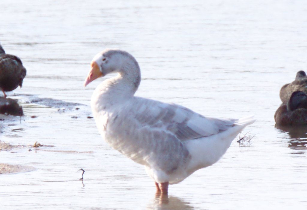 Grey Geese from San Carlos, San Diego, CA, USA on July 28, 2018 at 05: ...