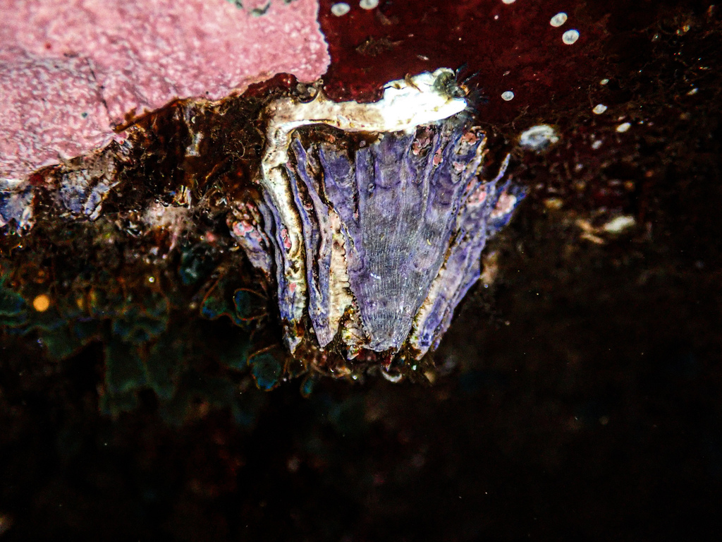 Austrobalanus imperator from Winnie Bay, Copacabana NSW, Australia on ...