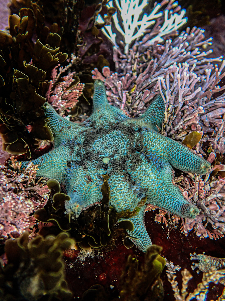 Carpet Sea Star from Winnie Bay, Copacabana NSW, Australia on August 14 ...