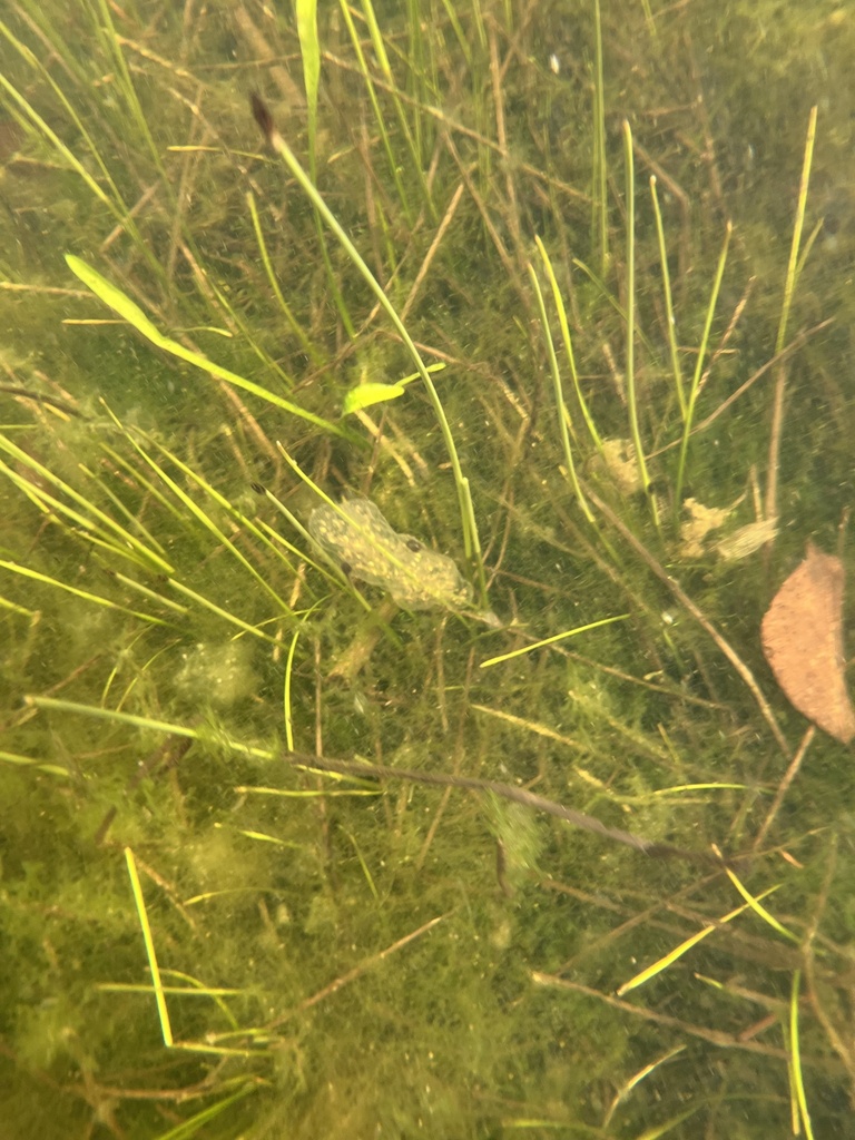 Northern Pacific Tree Frog from Warren G. Magnuson Park, Seattle, WA ...