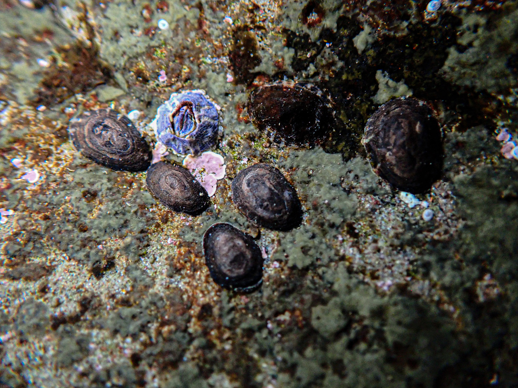 Lottioidea from Winnie Bay, Copacabana NSW, Australia on August 14 ...