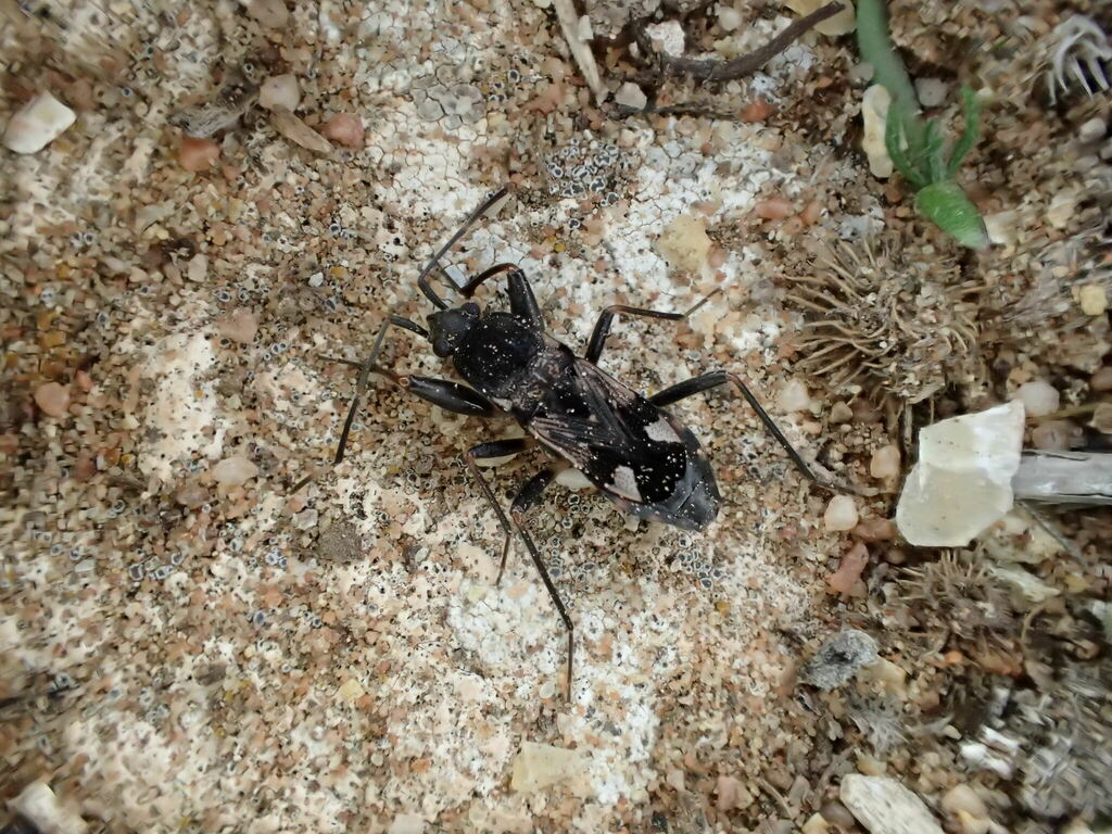 Dirt-colored Seed Bugs from 30km E by N of Swan Reach, S. AUST on May ...