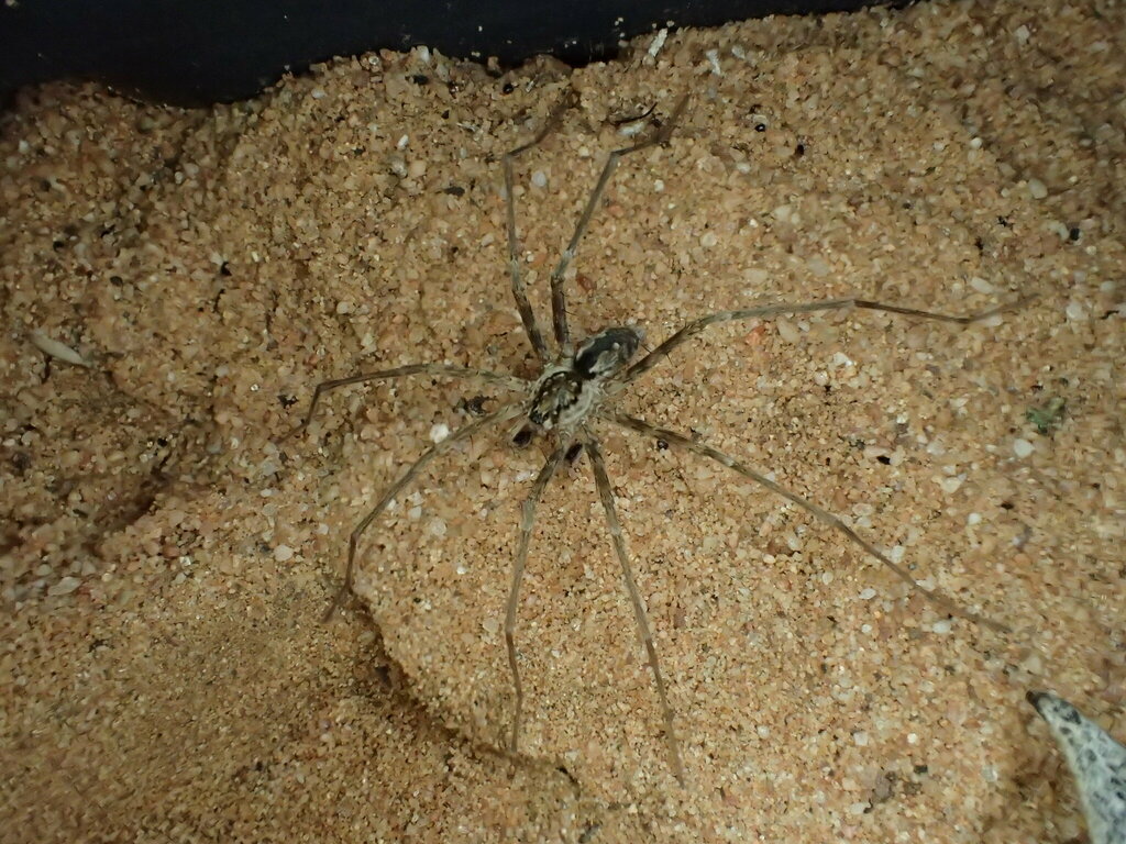 Prowling Spiders from 30km E by N of Swan Reach, S. AUST on May 24 ...